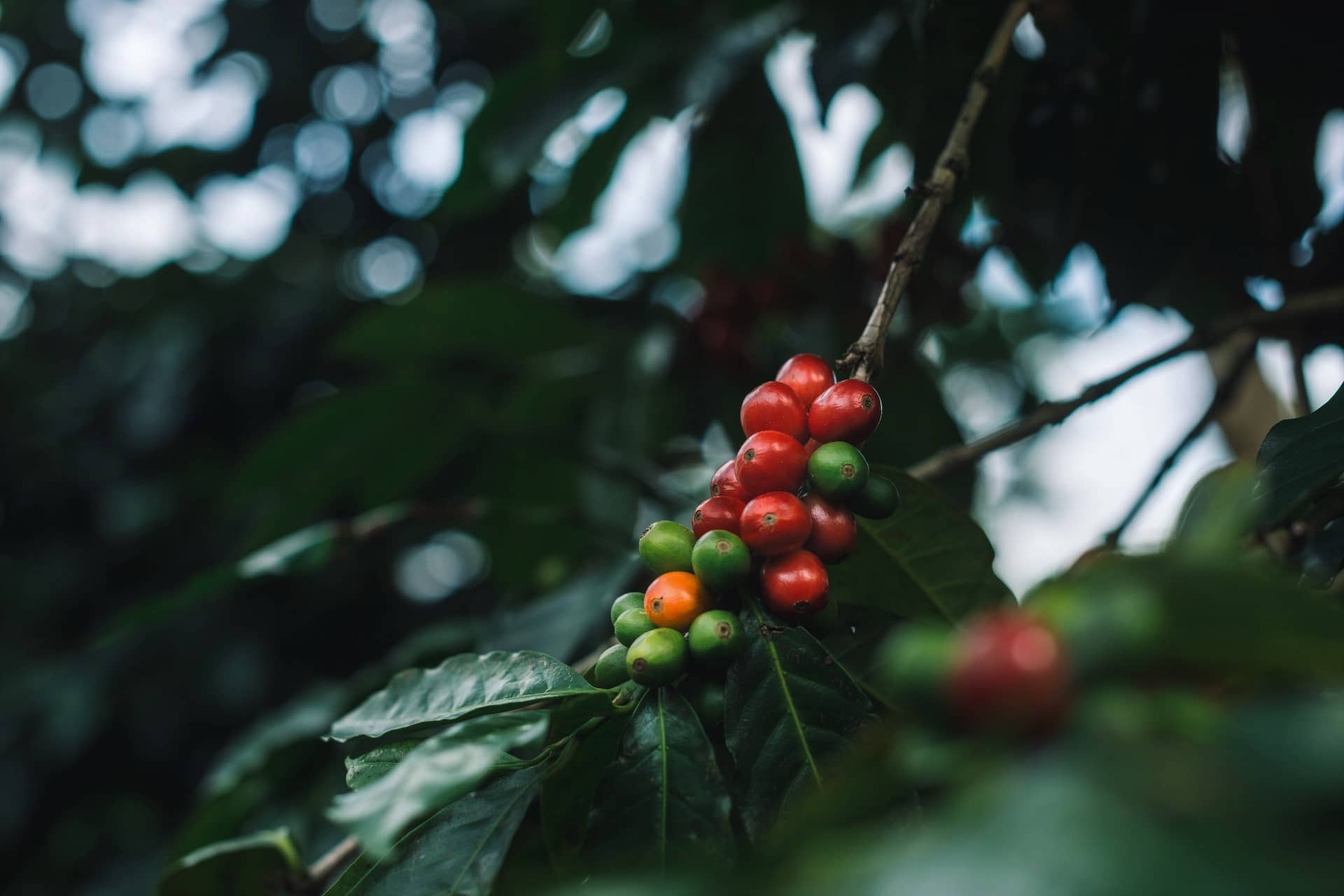 Panama Geisha Coffee - Natural Process - Mil Cumbres - Rigby Roastery